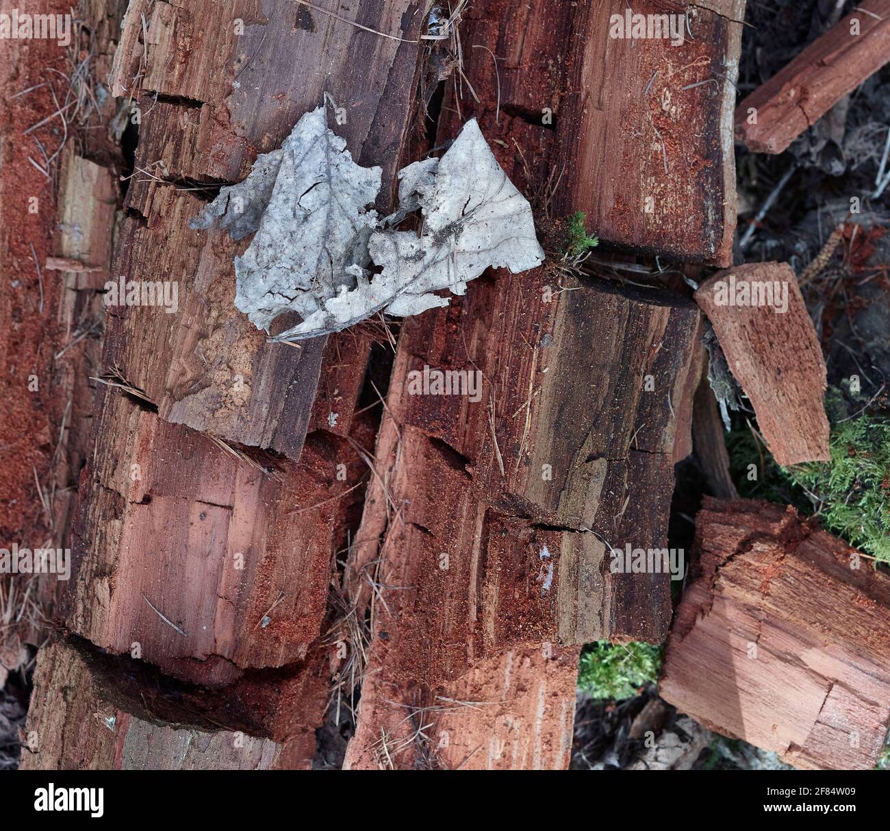 Lifecycle, natural environmental patterns in woodland growth, decline ...