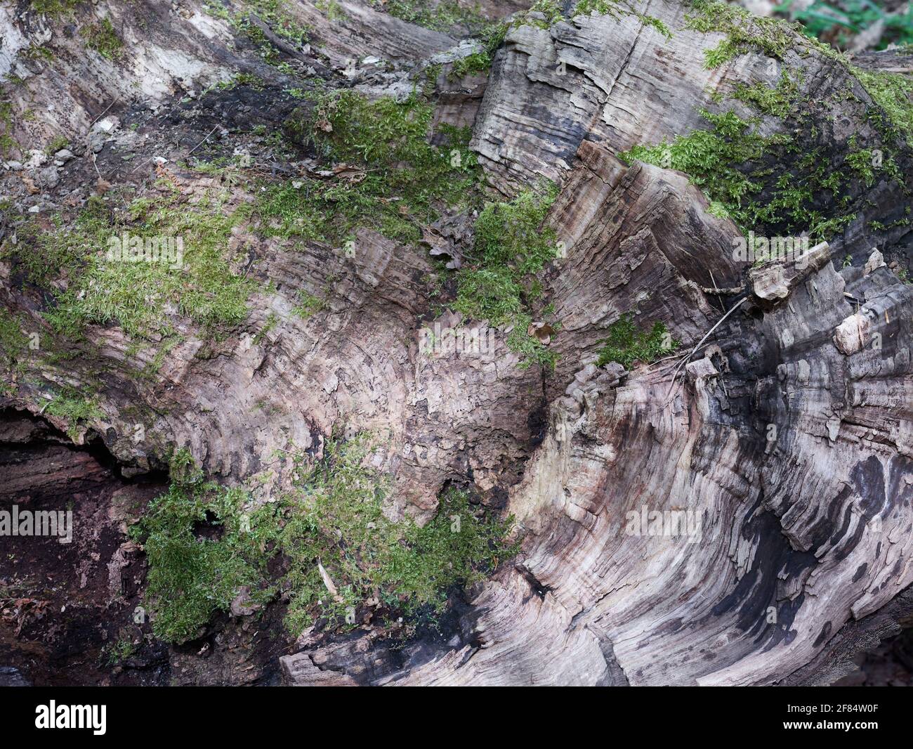 Very close-up and interesting natural patterns and textures on the ...