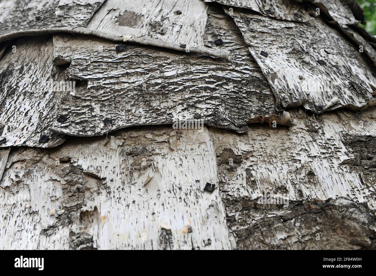 A traditional home made of tree bark at the China Ethnic Culture park ...