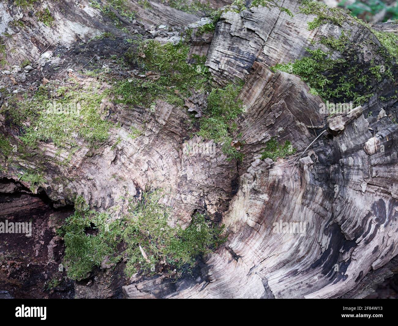 Very close-up and interesting natural patterns and textures on the ...