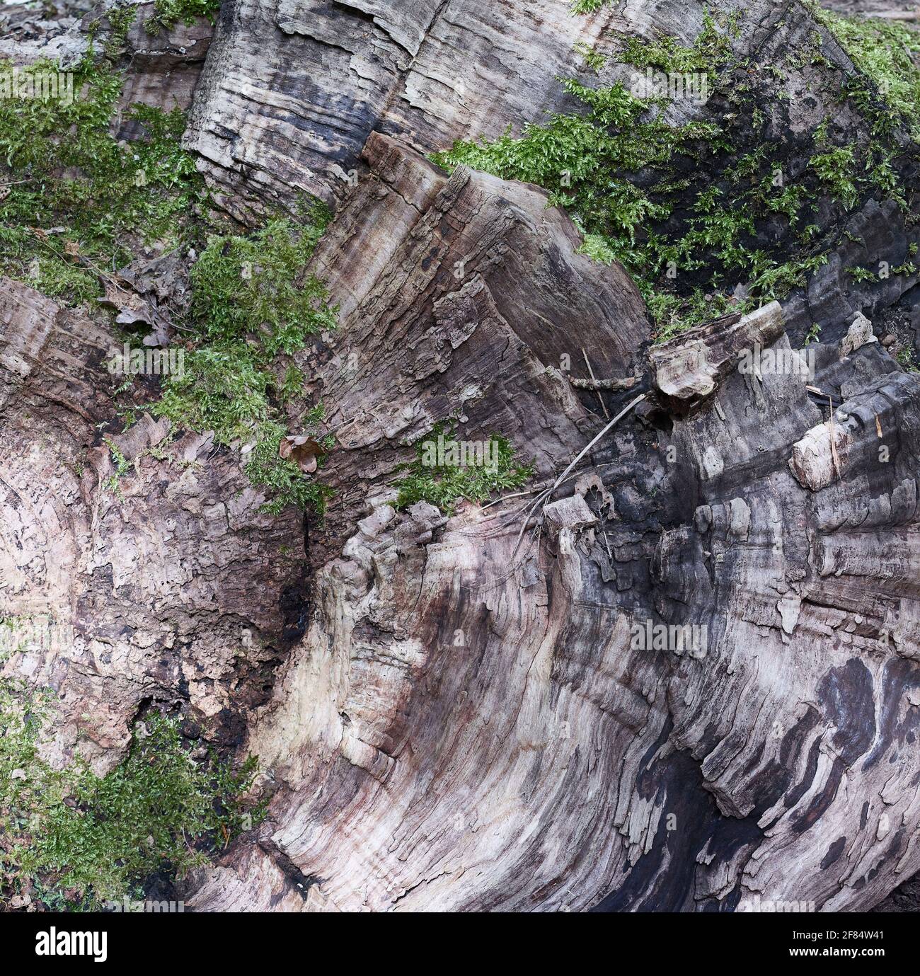 Very close-up and interesting natural patterns and textures on the ...