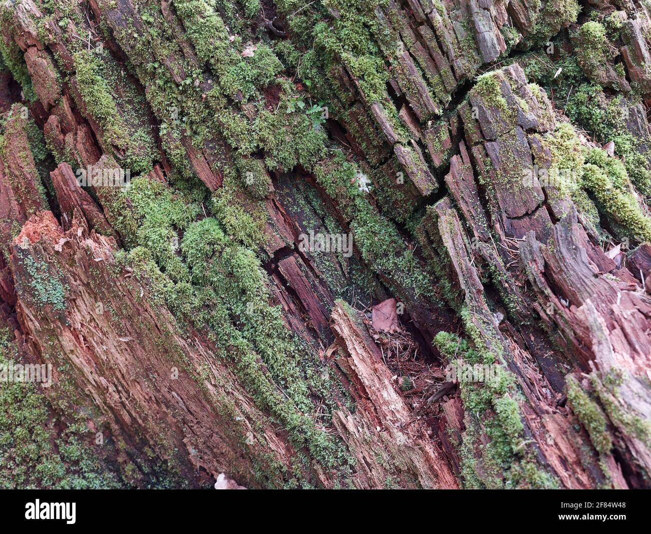 Lifecycle, natural environmental patterns in woodland growth, decline ...