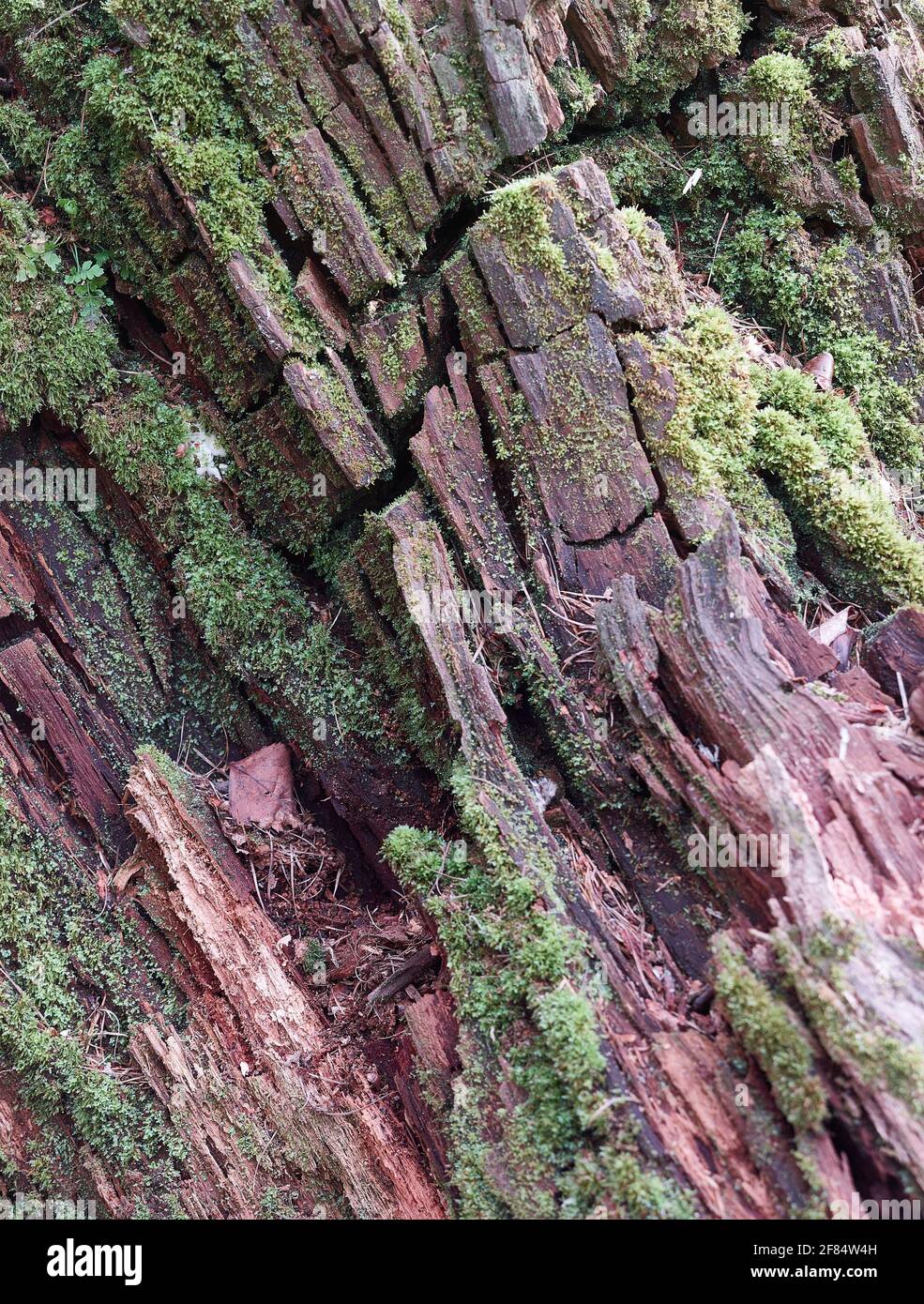Lifecycle, natural environmental patterns in woodland growth, decline ...