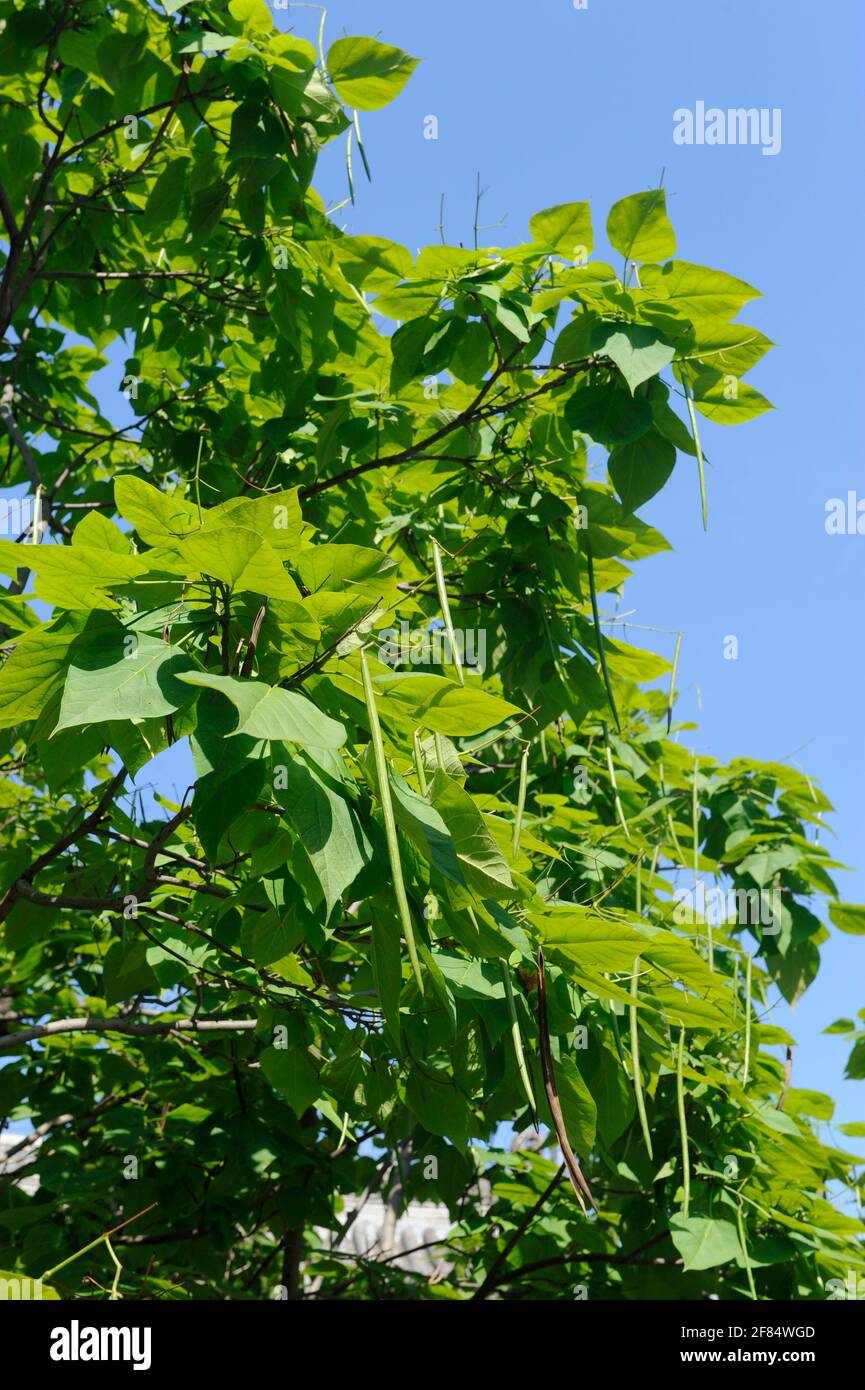Indian tree seed pods hi-res stock photography and images - Alamy