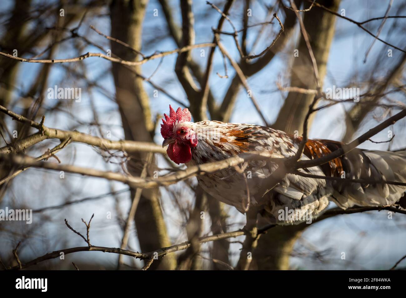 Chicken tree hi-res stock photography and images - Alamy