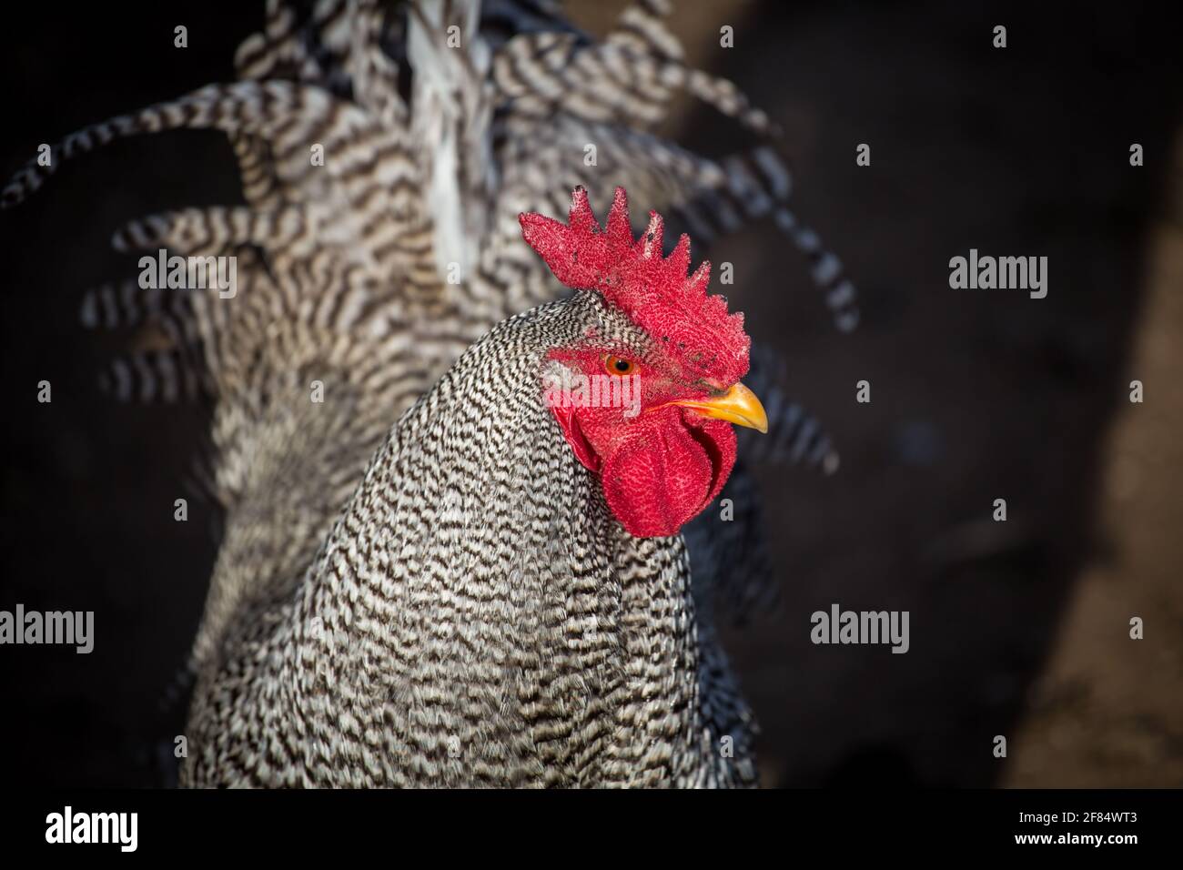 Amrock rooster hi-res stock photography and images - Alamy