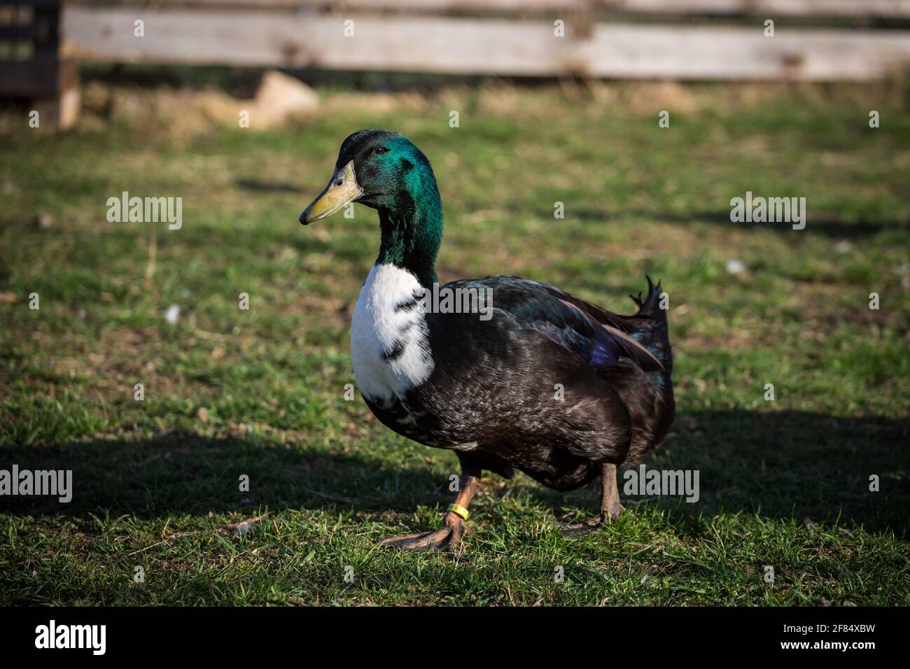 Poultry breed hi-res stock photography and images - Alamy