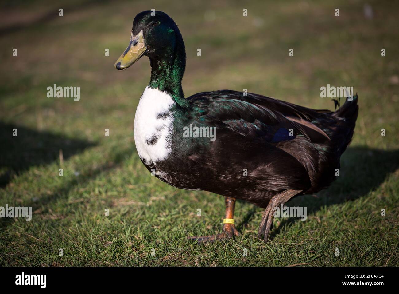 Pommeranian duck gander. Pommerian ducks are an endangered poultry ...