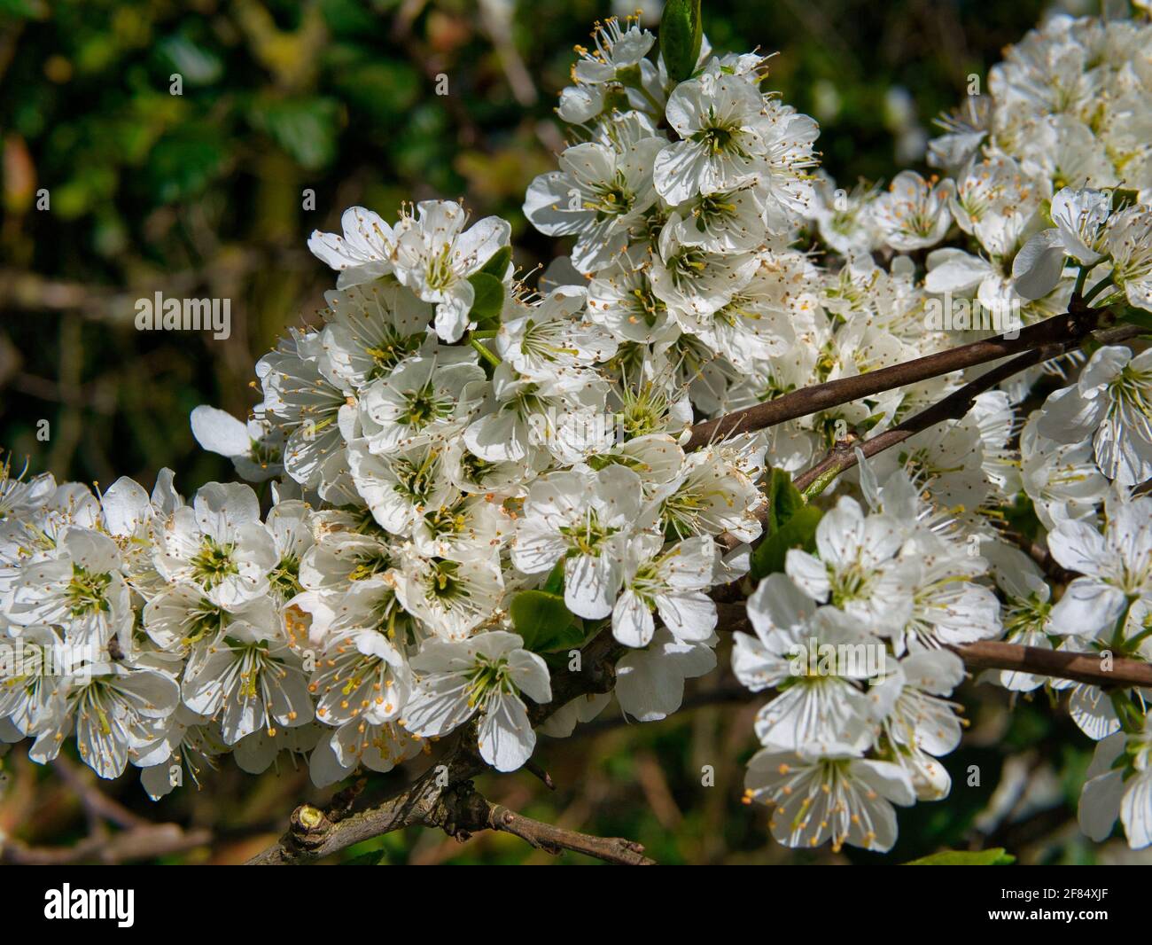 Gage tree uk hi-res stock photography and images - Alamy