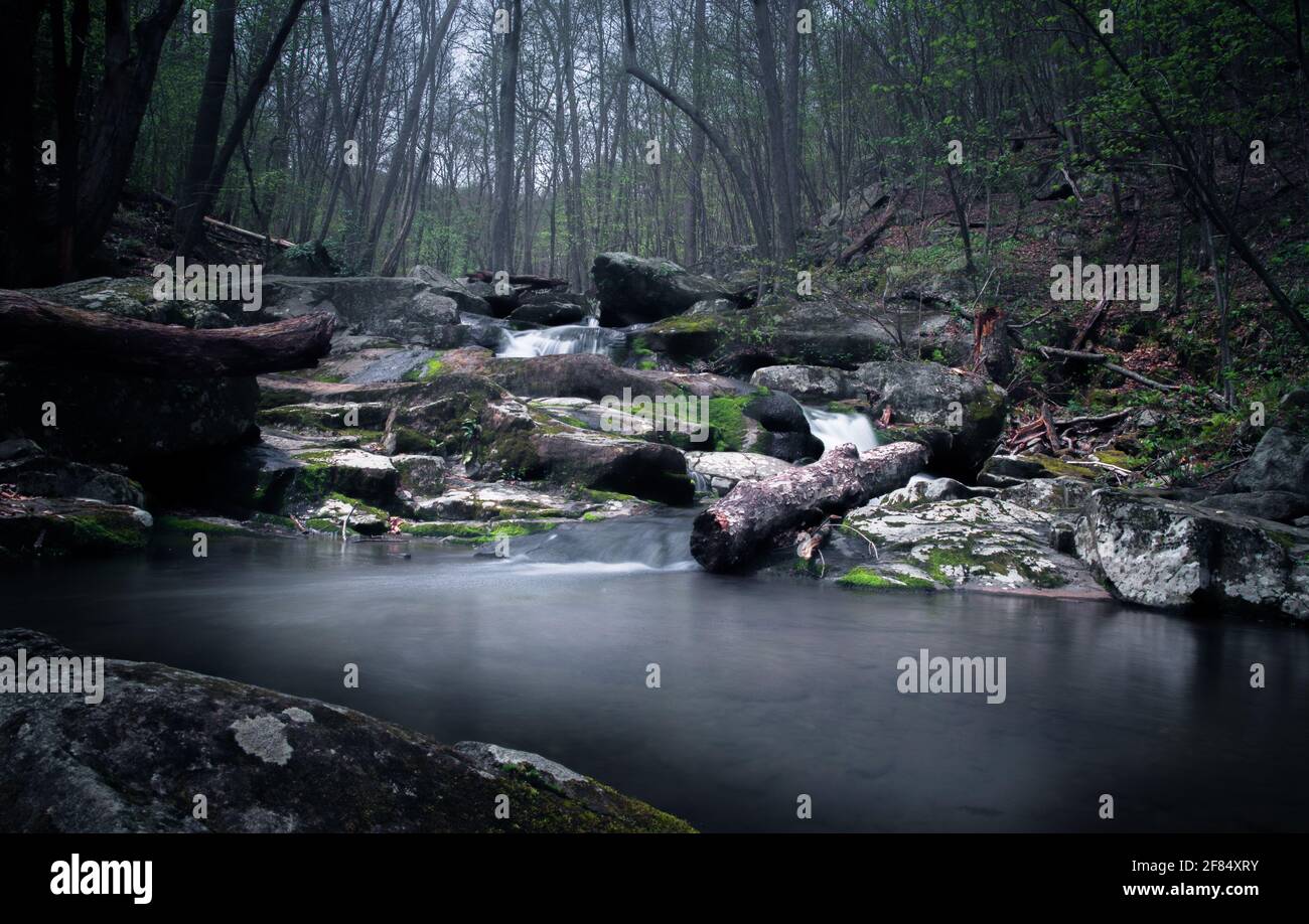 Moody forest scene hi-res stock photography and images - Alamy