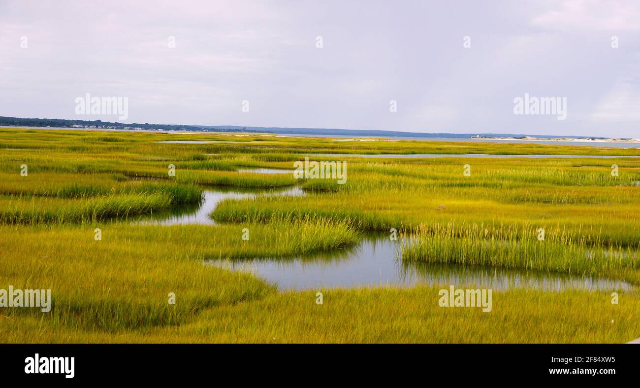 Marsh grass cape cod hi-res stock photography and images - Alamy