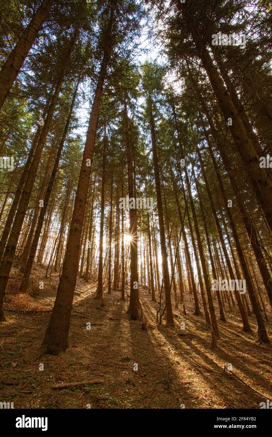 A vertical low-angle shot of the sun shining through tall trees in northern hardwood forest ...