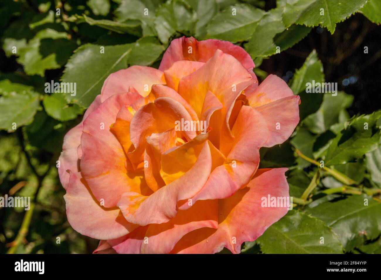 A pink and yellow rose in full sunlight Stock Photo - Alamy