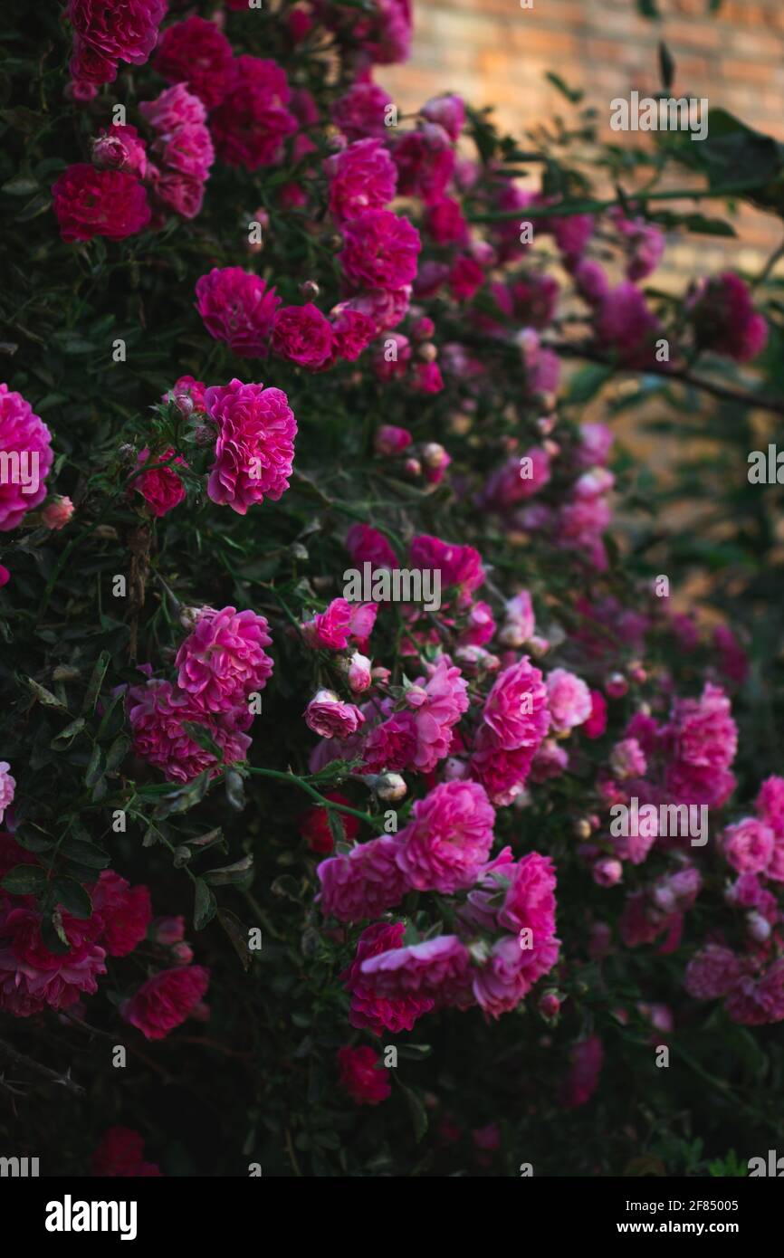 A vertical shot of beautiful pink climbing rose shrub - perfect for ...