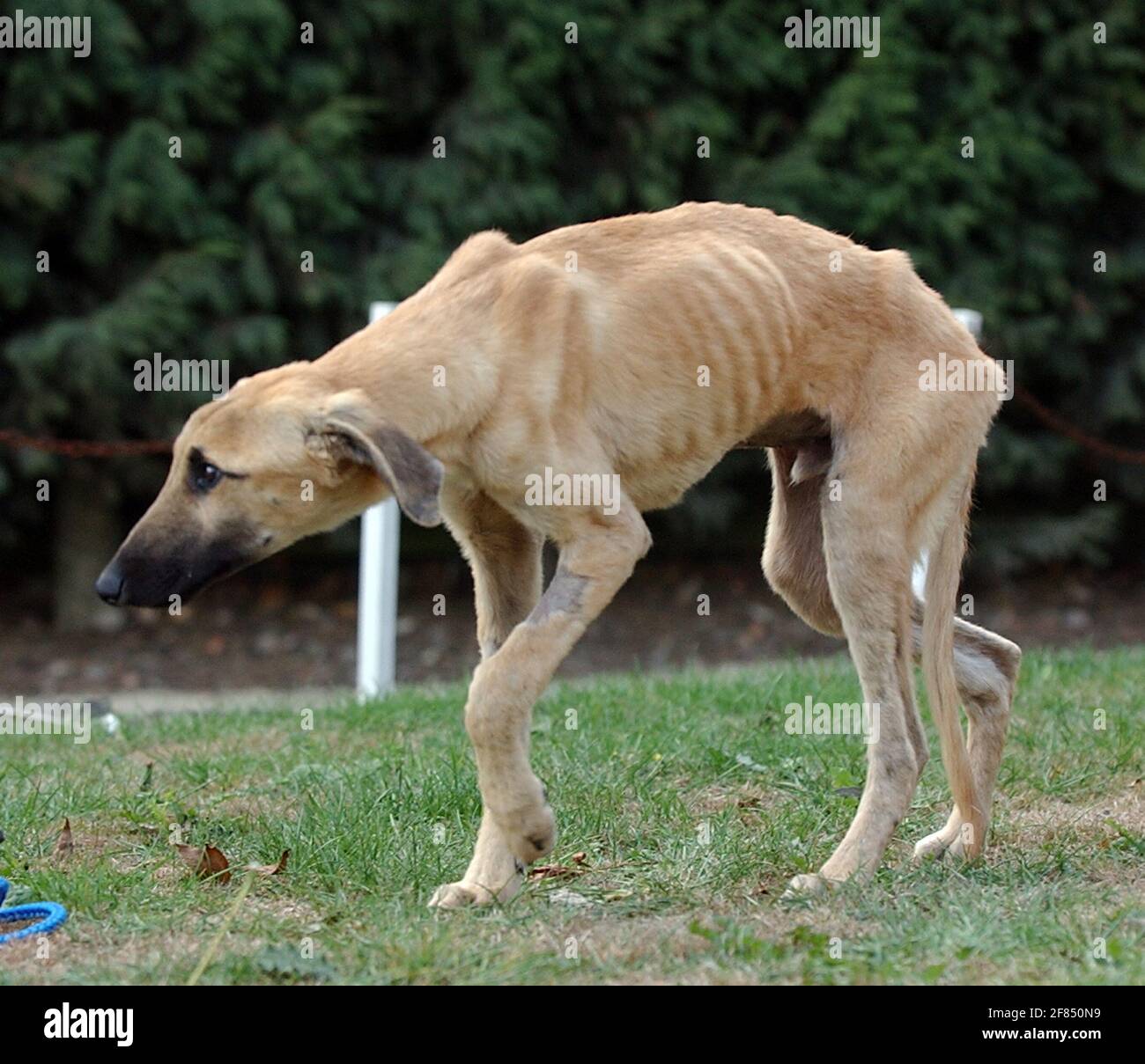 THE STARVING SEVEN YEAR OLD LURCHER FOUND WANDERING THE STREETS OF ...