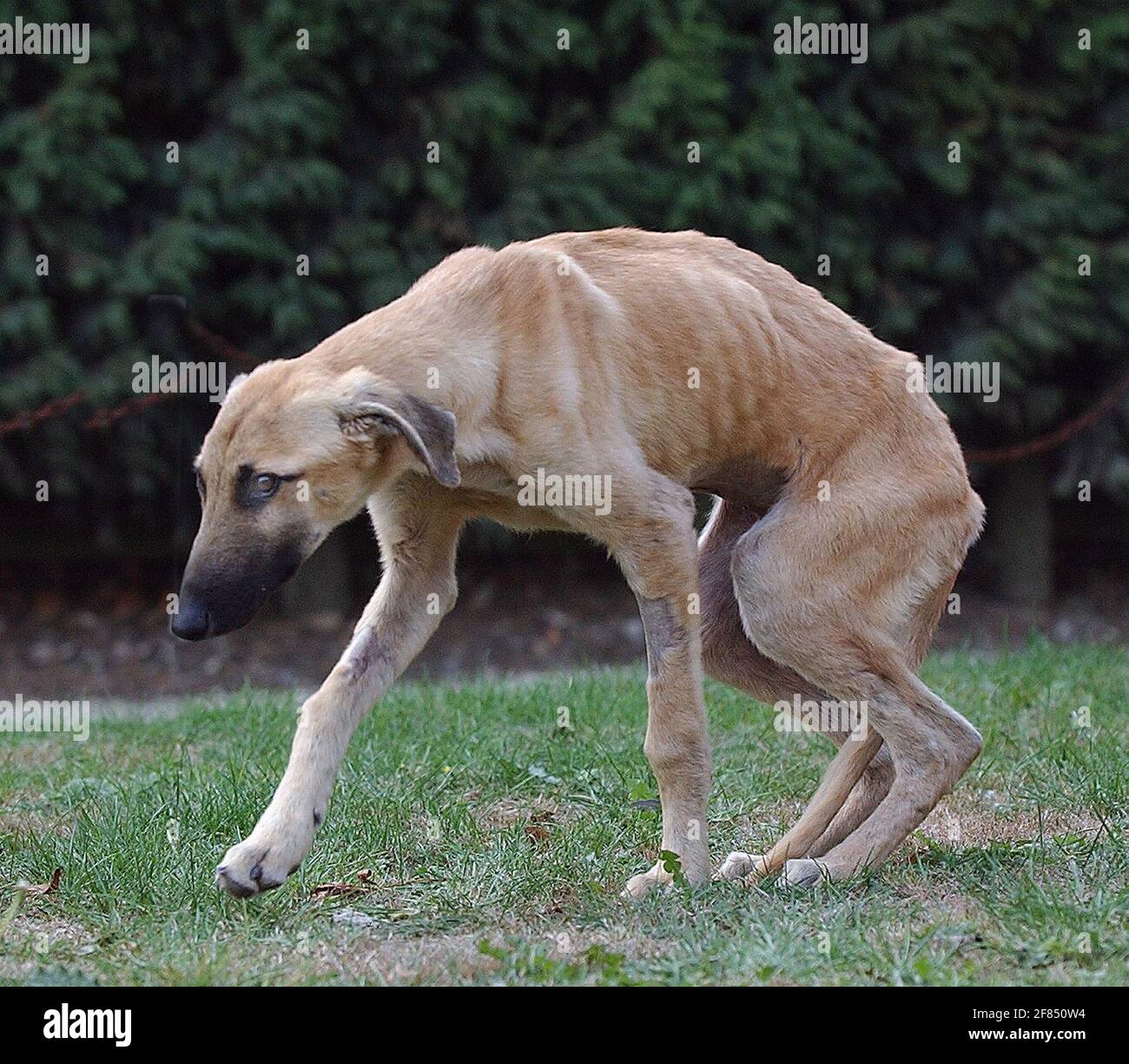 THE STARVING SEVEN YEAR OLD LURCHER FOUND WANDERING THE STREETS OF ...