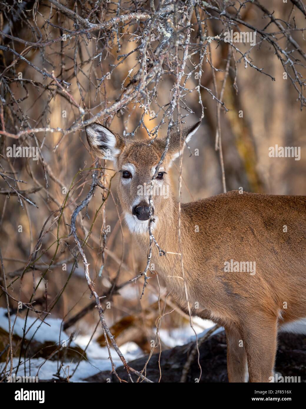 Deer hunting and america hi-res stock photography and images - Alamy