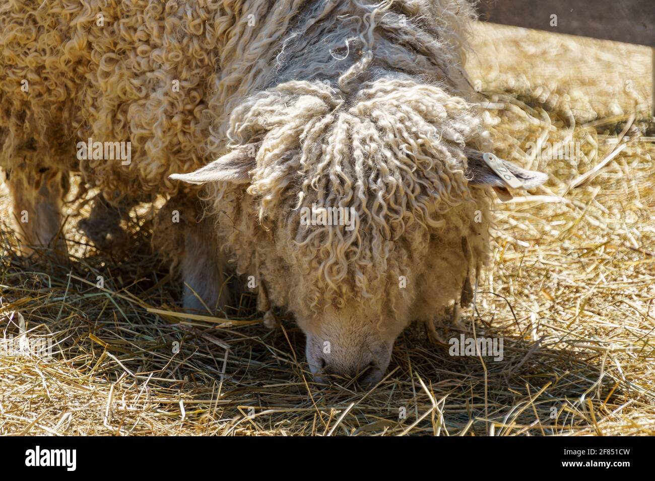 Sheep eating hay with wool covering its eyes. Sun shining on head Stock ...