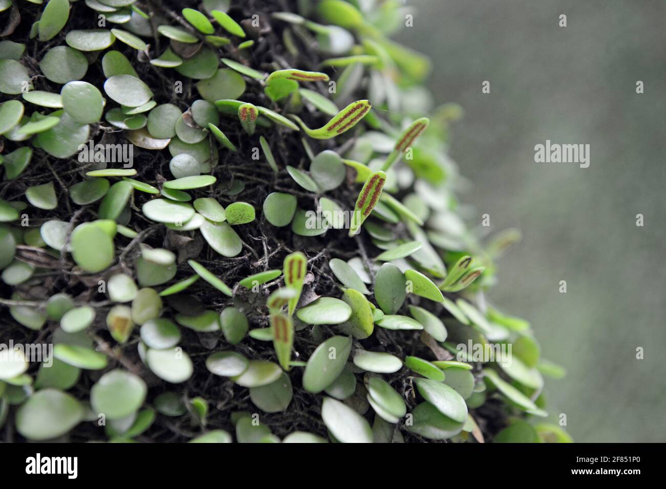 Tiny fern growing all over the branch of a tree at the Po Lin buddhist ...