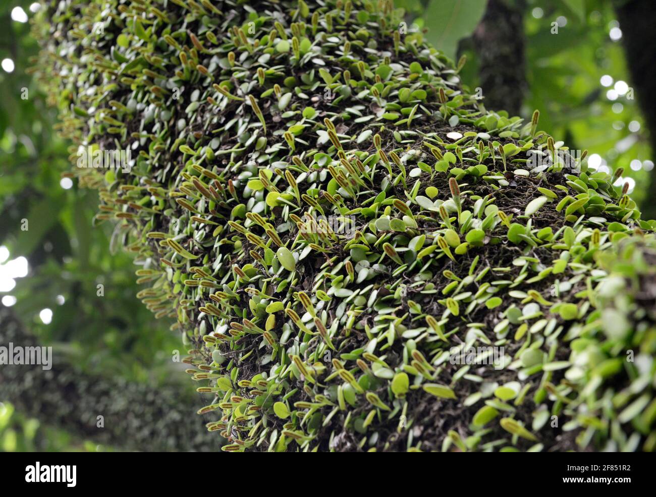 Tiny fern growing all over the branch of a tree at the Po Lin buddhist ...