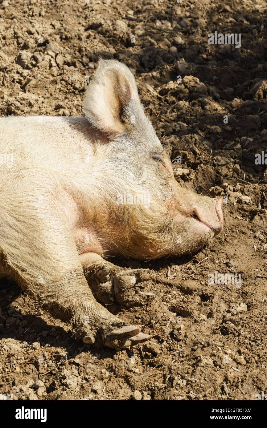 Sleeping sow in the dirt on a farm. Soaking up the sun. Face and front ...