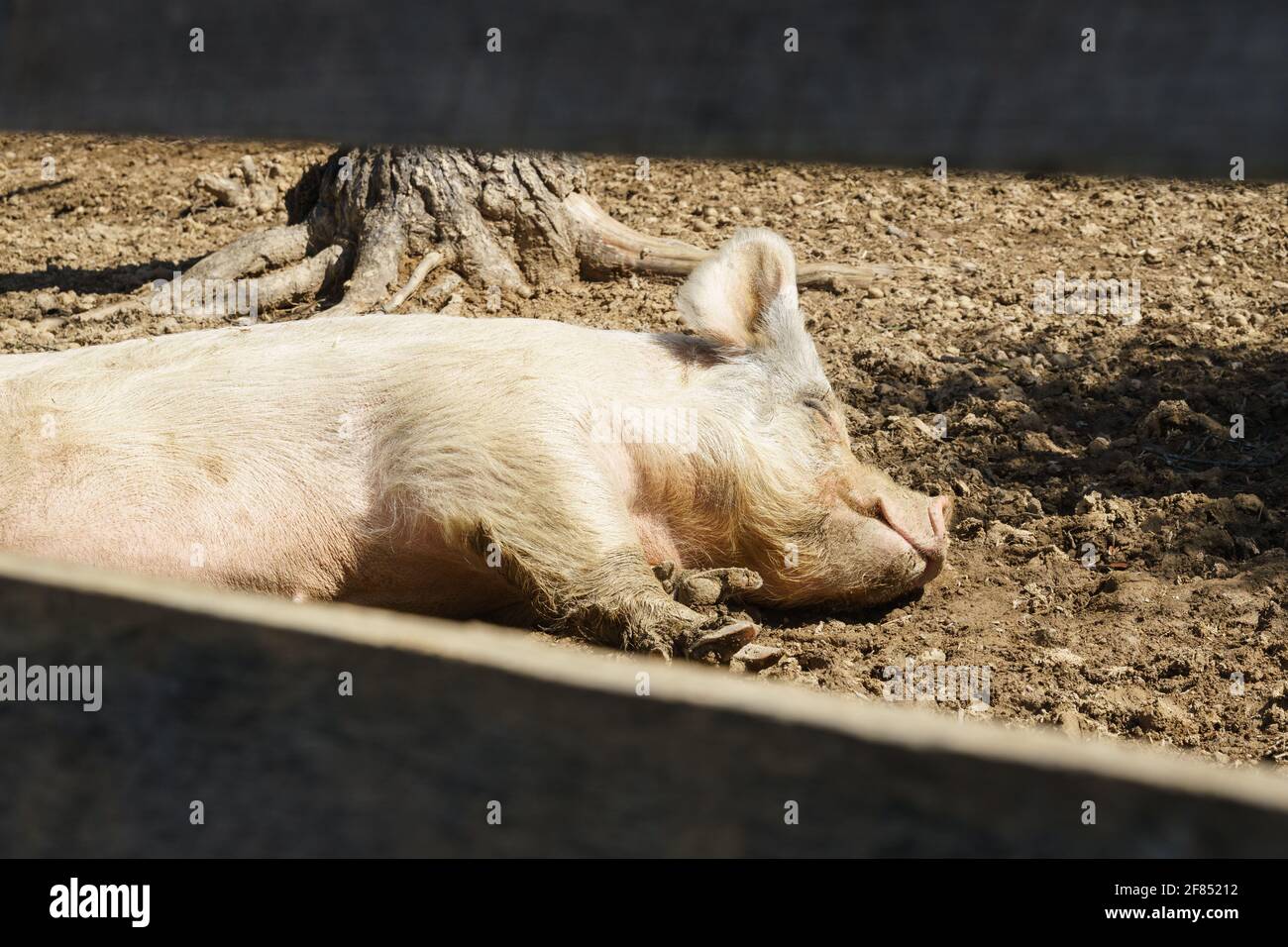 Sleeping sow in the dirt on a farm. Viewed through fence slats. Soaking ...