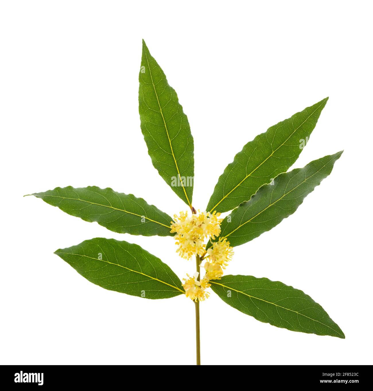 Laurel branch with flowers isolated on white Stock Photo - Alamy