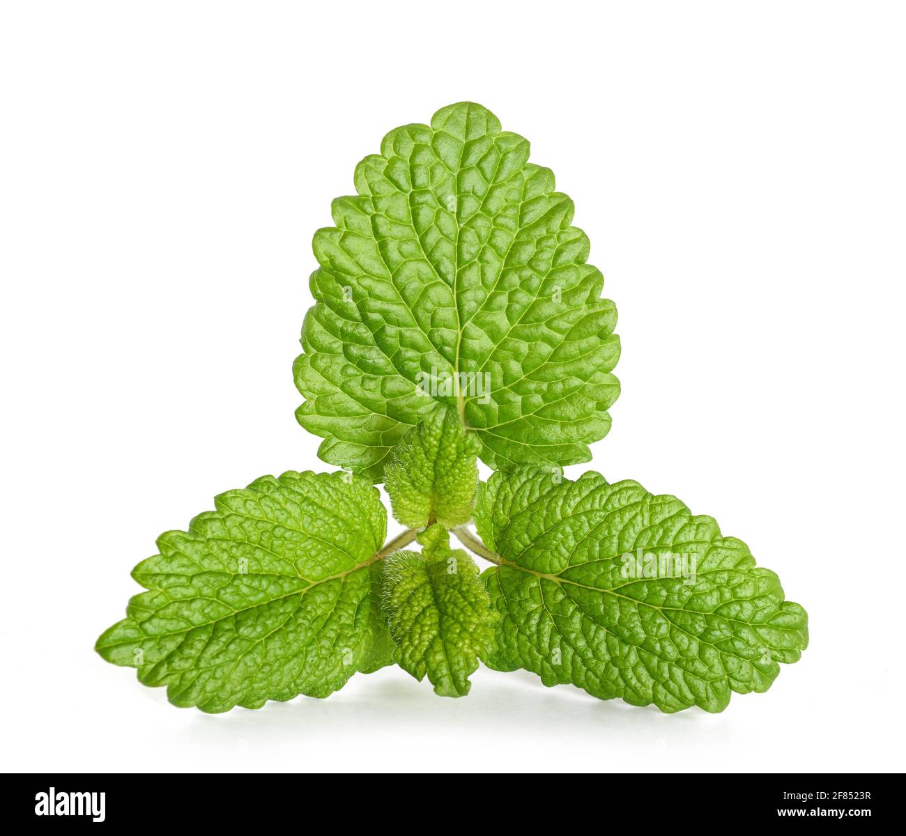 Fresh lemon balm isolated on white background Stock Photo - Alamy