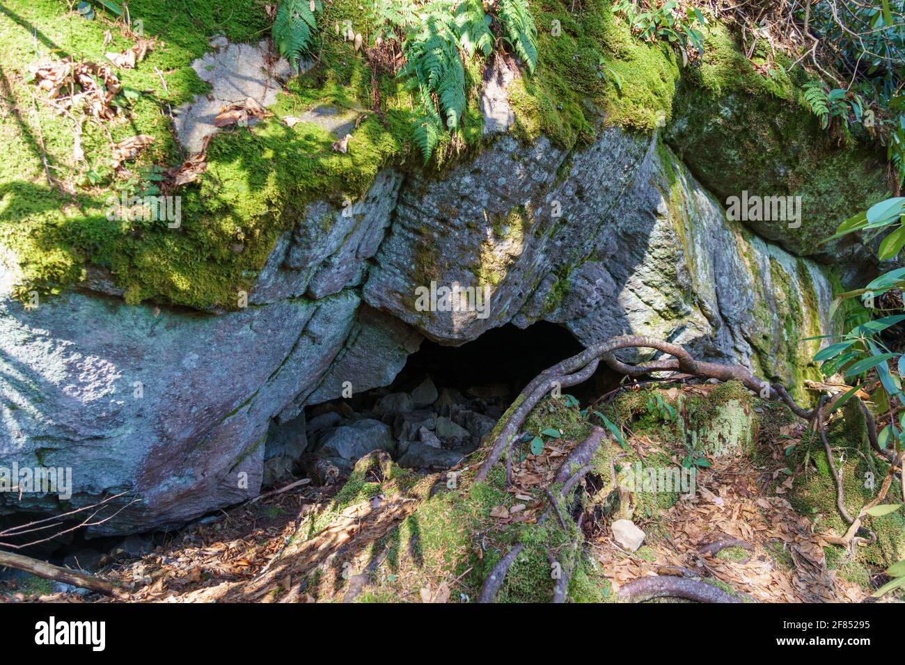 Small natural cave nestled between moss covered rocks and tree roots ...