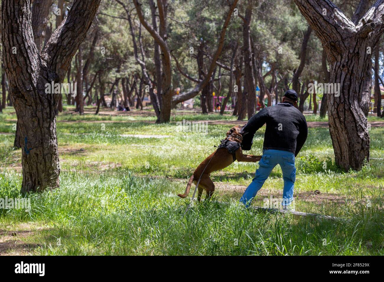 K 9 training hi-res stock photography and images - Alamy