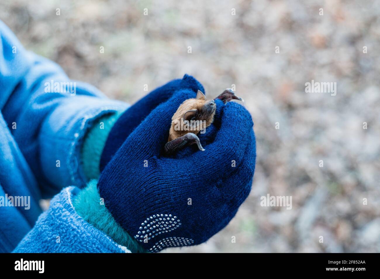 Close-up: a child's hand in a knitted glove holds a bat. Volunteers ...