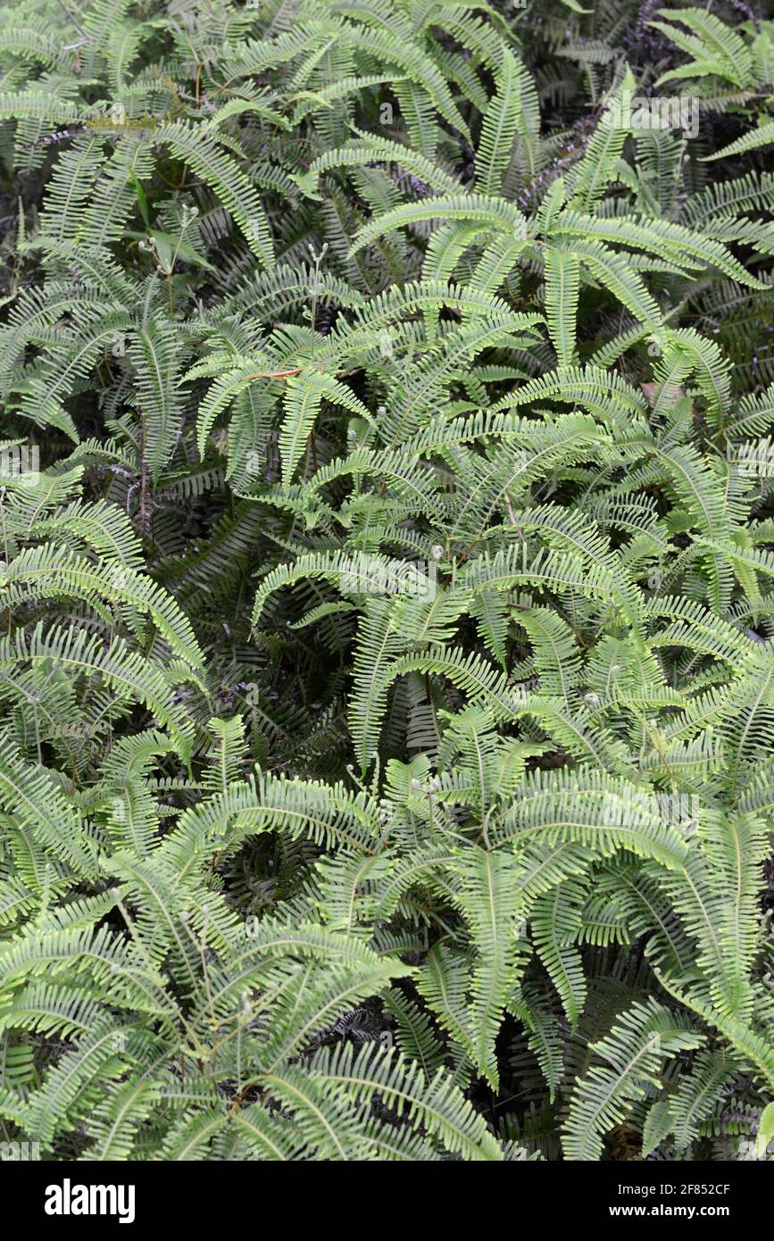 Ferns grow in the shade on a hill in Kowloon, Hong Kong, China Stock ...