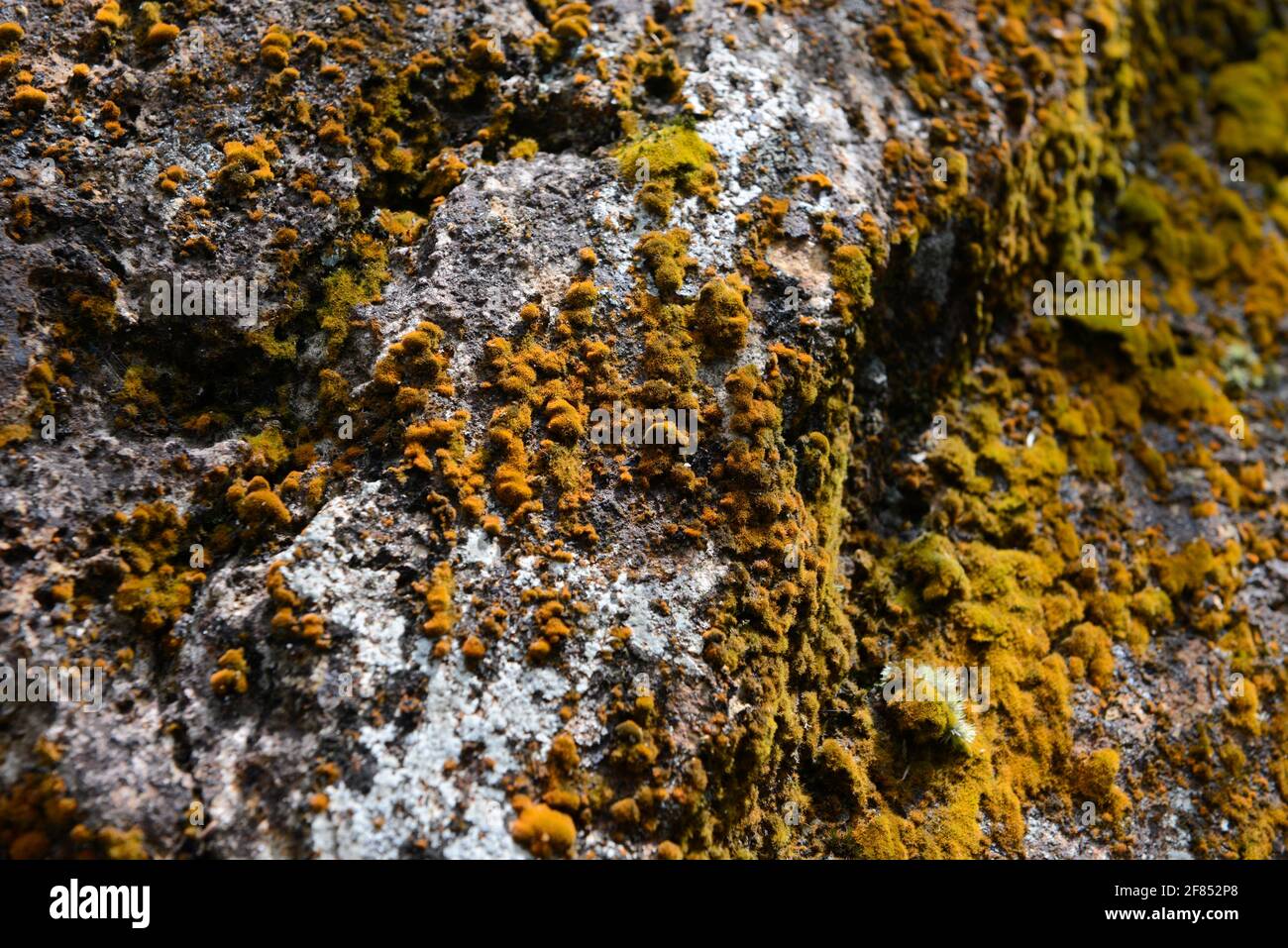 Moss china hi-res stock photography and images - Alamy