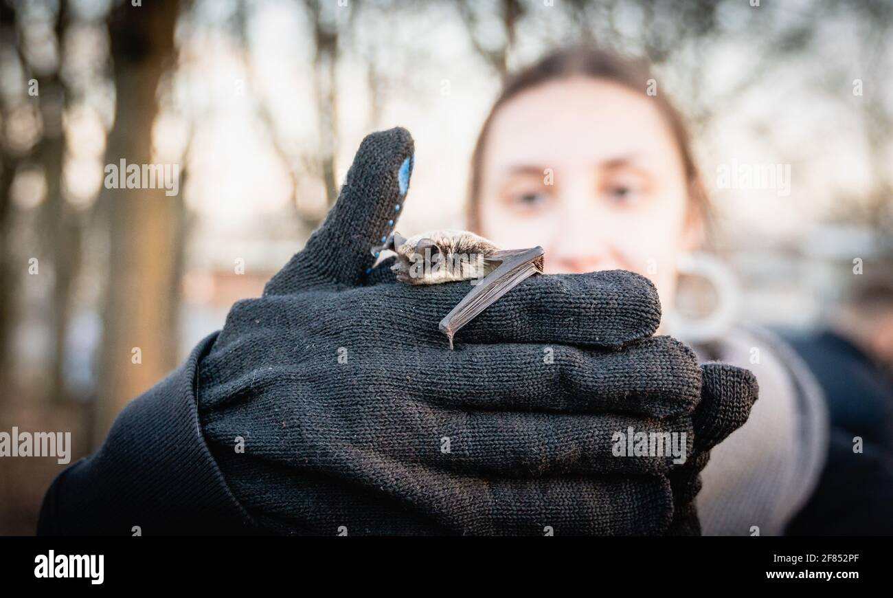 Bat in gloved hand hi-res stock photography and images - Alamy