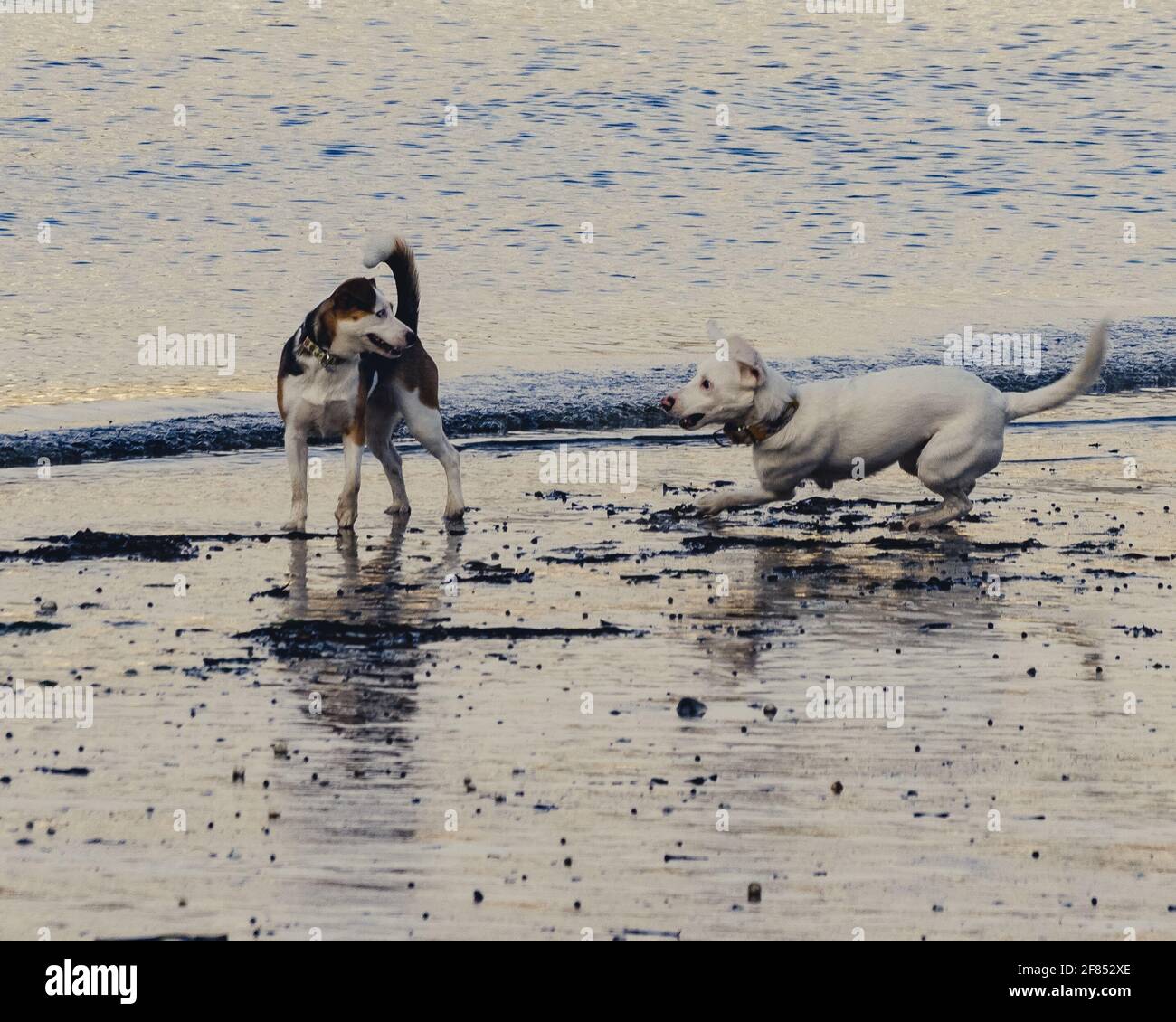 Two dogs playing on a sandy beach Stock Photo - Alamy