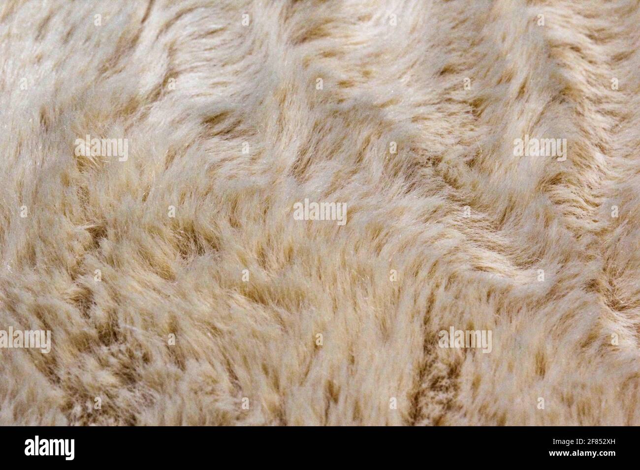 Light long fiber soft fur. White fur for background or texture. Fluffy ...