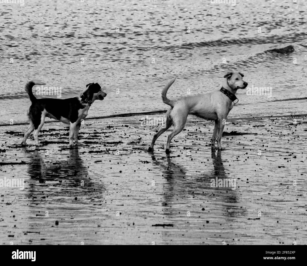 Two dogs playing beach Black and White Stock Photos & Images - Alamy