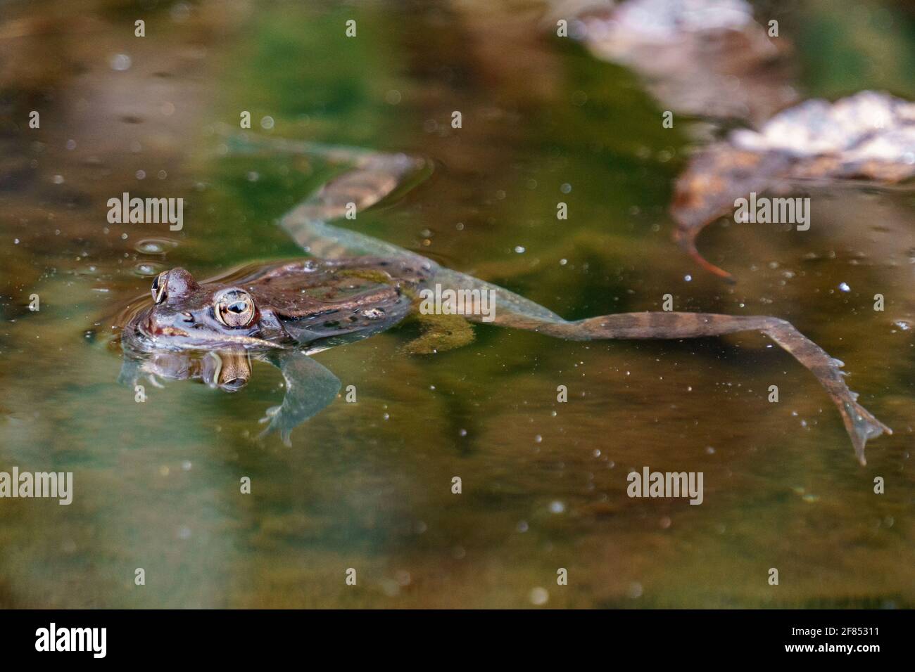 Wood frog floating with legs extended in a pond in springtime Stock ...