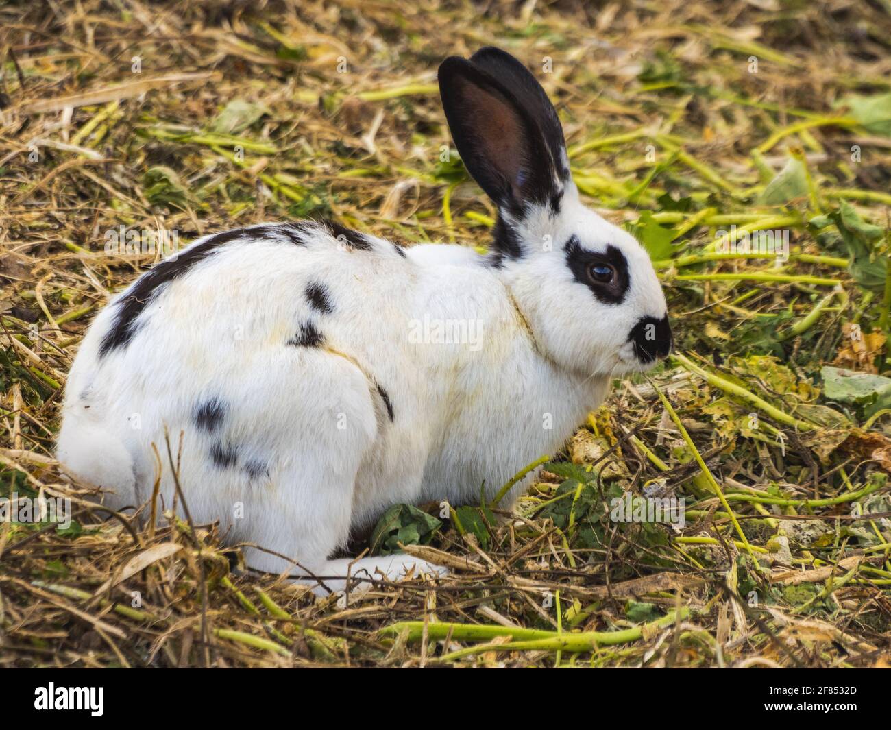 English spot rabbit hi-res stock photography and images - Alamy