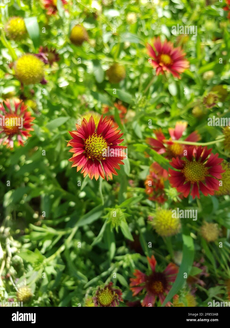 shiraz, iran - april 12, 2017: tourism photo of beautiful gardens in ...
