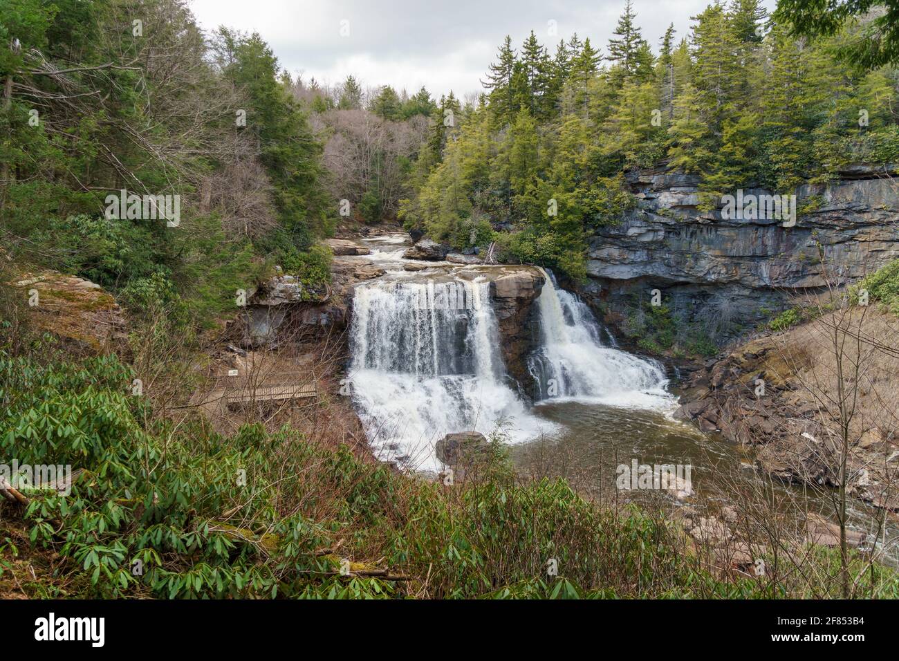 Blackwater falls in the early spring with pine trees and rhododendron ...