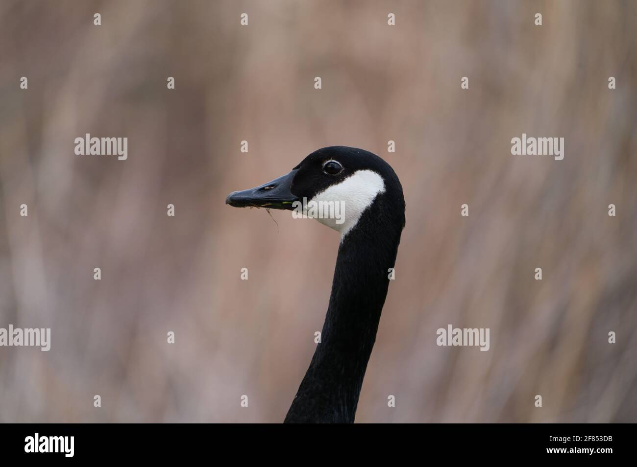 Goose face hi-res stock photography and images - Alamy