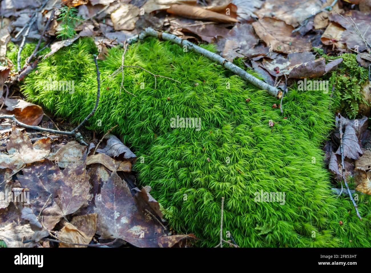 Deep green moss emerging in early spring on a forest floor of dead ...