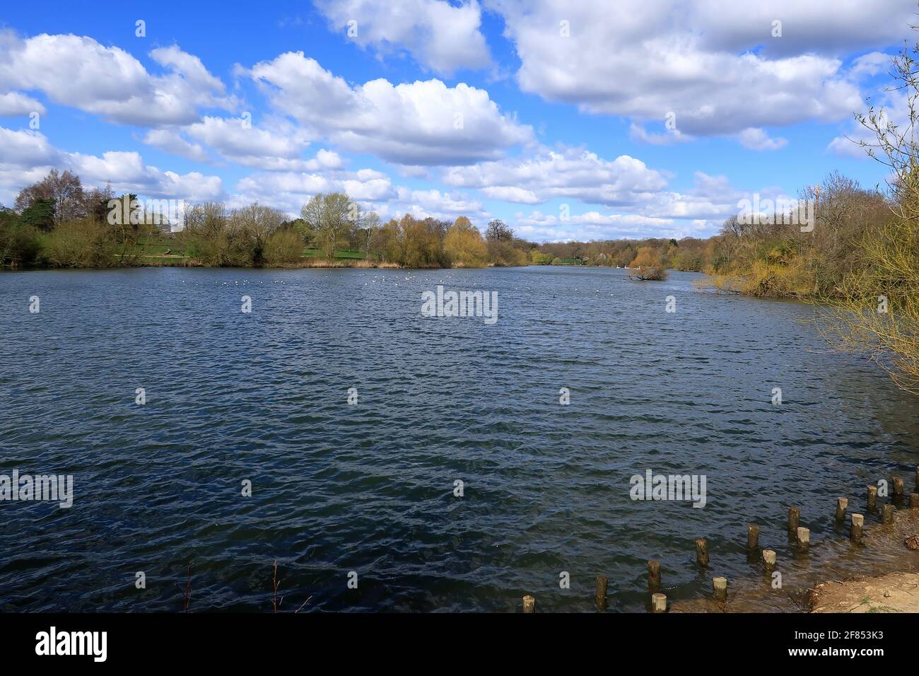 The lake at Mote Park under a blue cloudy sky Stock Photo - Alamy