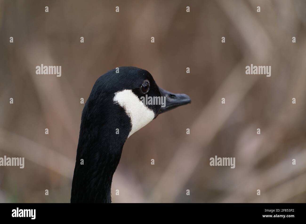 Goose face hi-res stock photography and images - Alamy