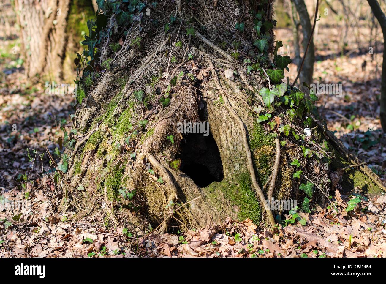 A tree stump with hollow Stock Photo - Alamy