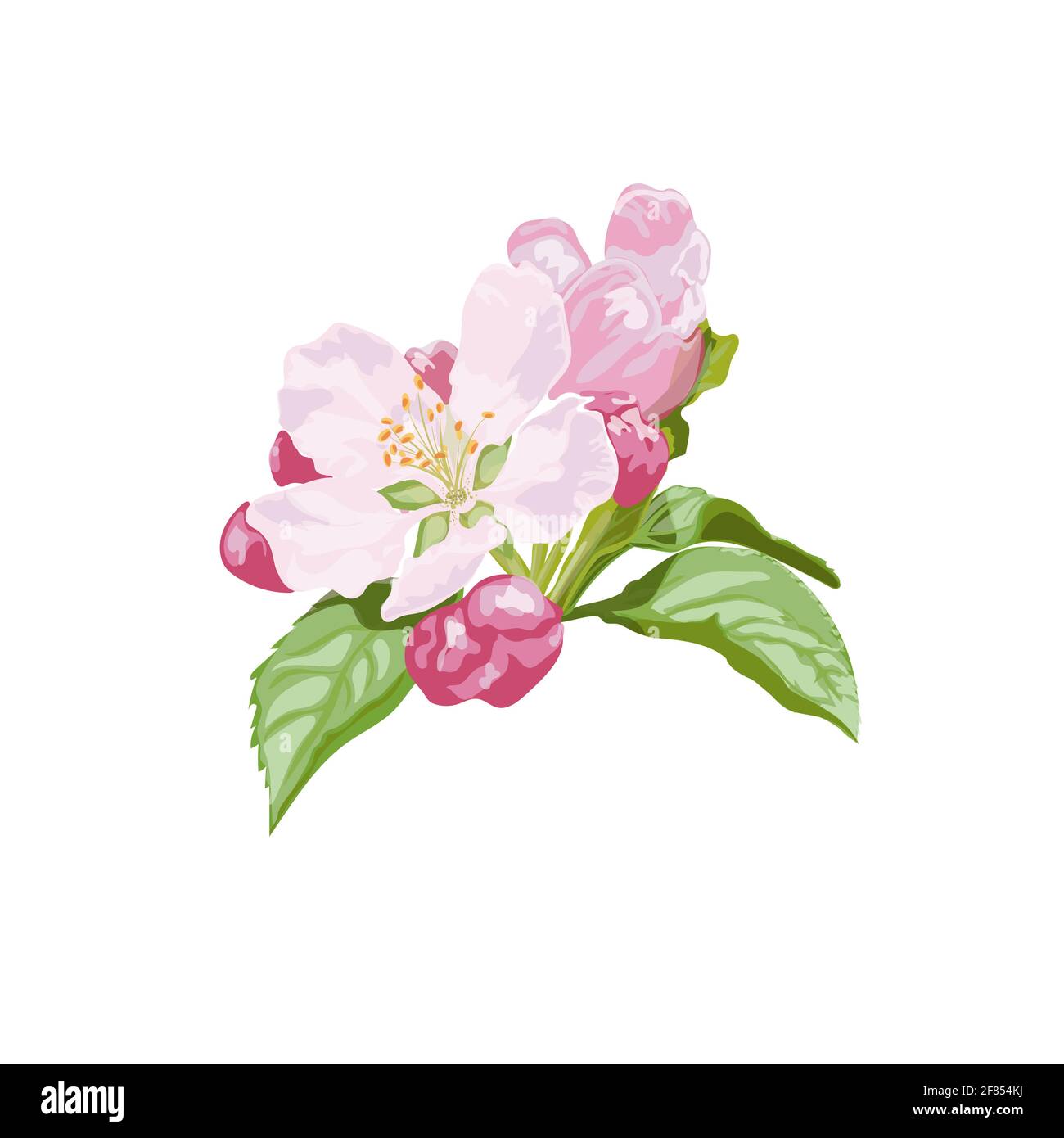 Apple Blossom Flower Clip Art