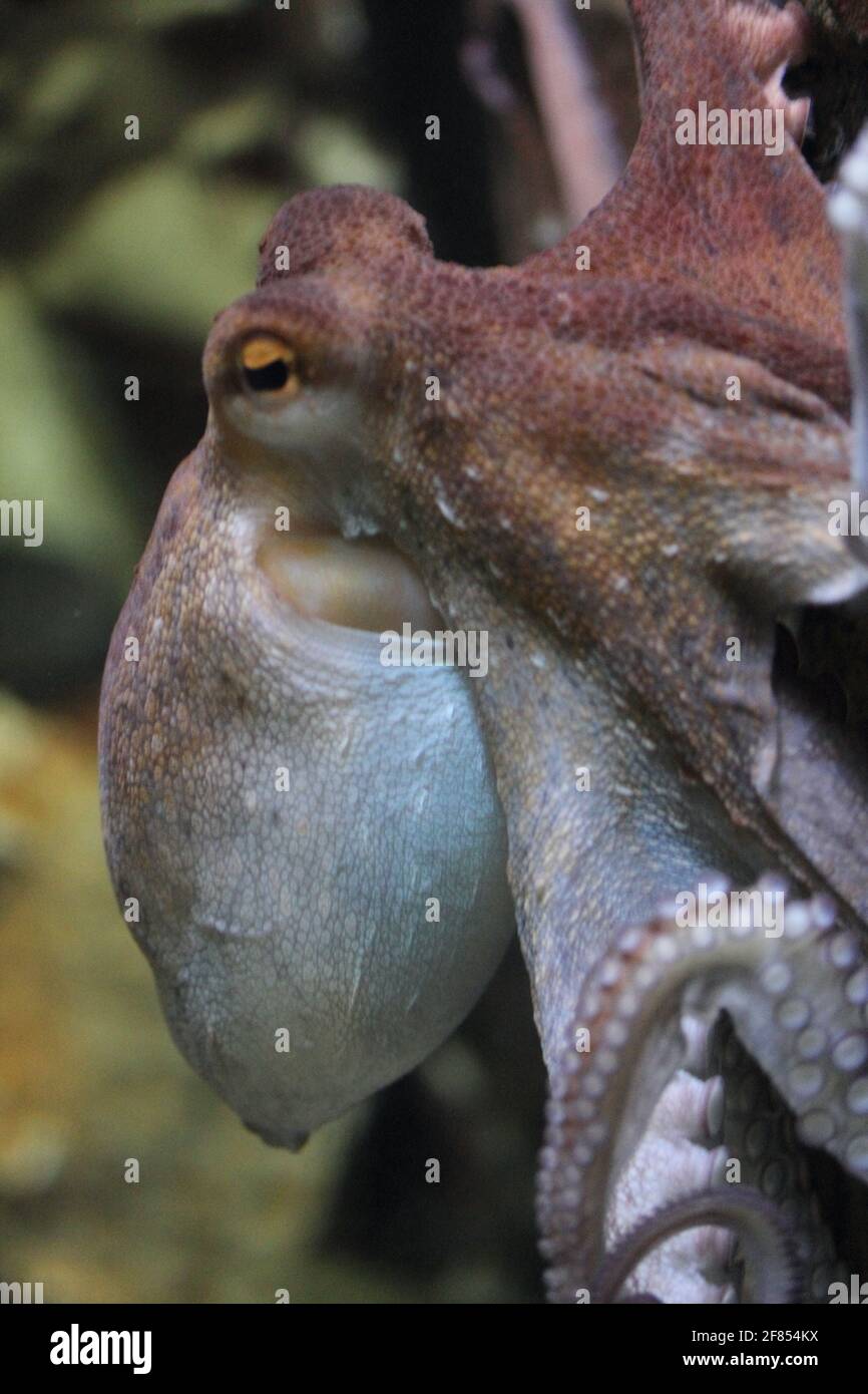 Cephalopod detail hi-res stock photography and images - Alamy