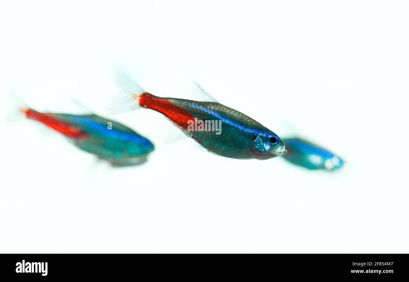 School of small fish underwater Cut Out Stock Images & Pictures - Alamy