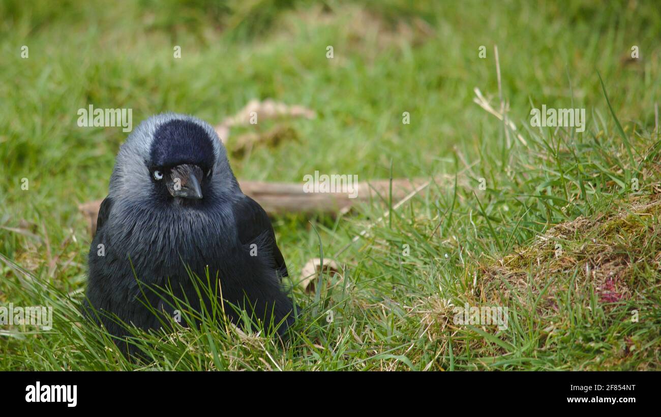 Black and grey jackdaw Stock Photo - Alamy
